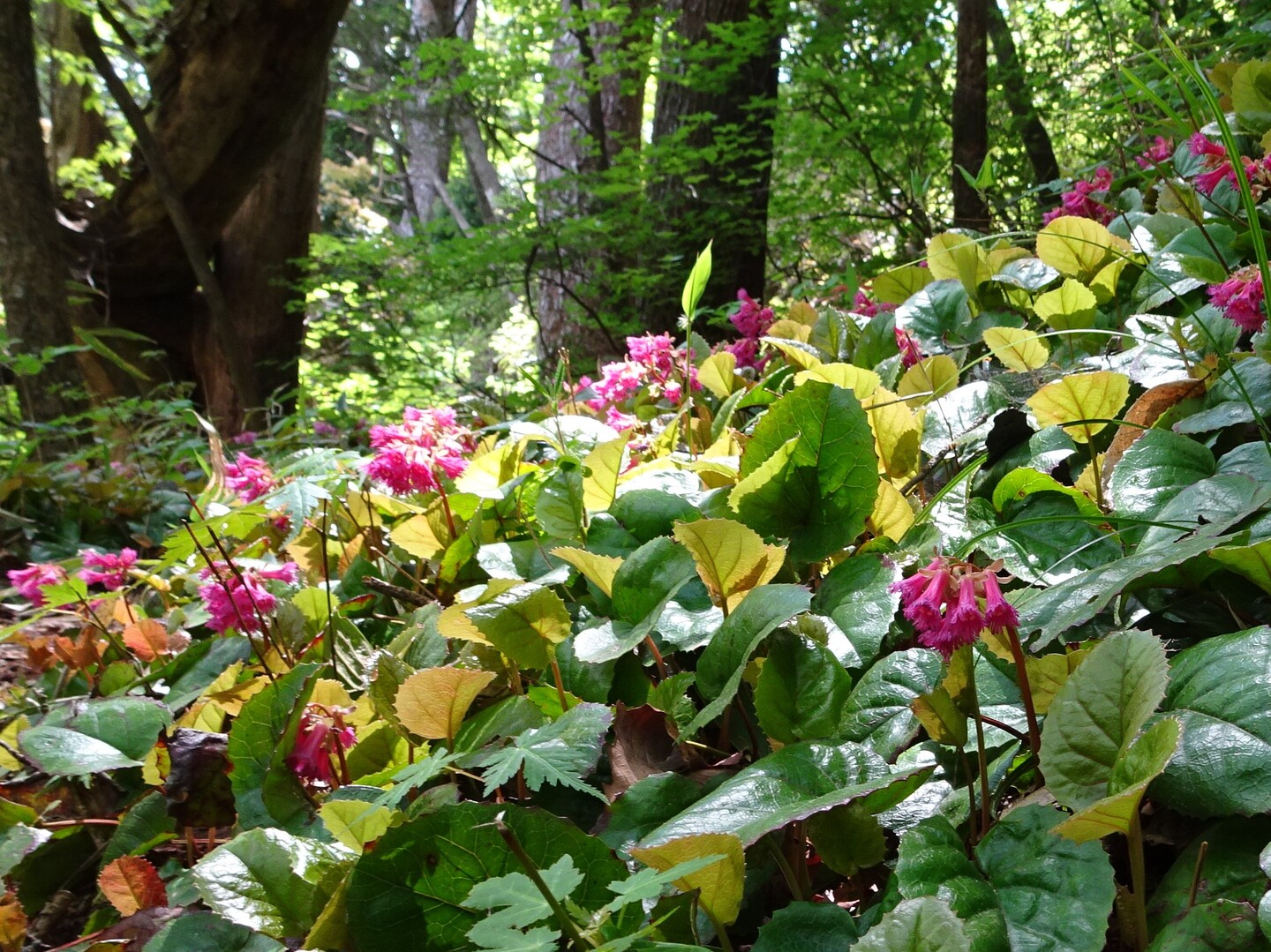 イワカガミ咲く三森山を岩村ダムから歩いてみる / estudioさんの三森山・水晶山の活動データ | YAMAP / ヤマップ