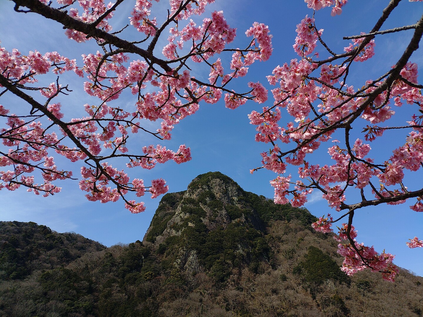 伊豆城山で河津桜見物 / ankamoさんの金冠山・達磨山・葛城山の活動データ | YAMAP / ヤマップ
