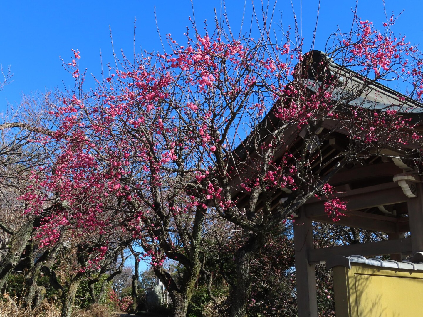 プレミアム会員ではないので地図に制限があ... / KOIちゃんさんのモーメント | YAMAP / ヤマップ