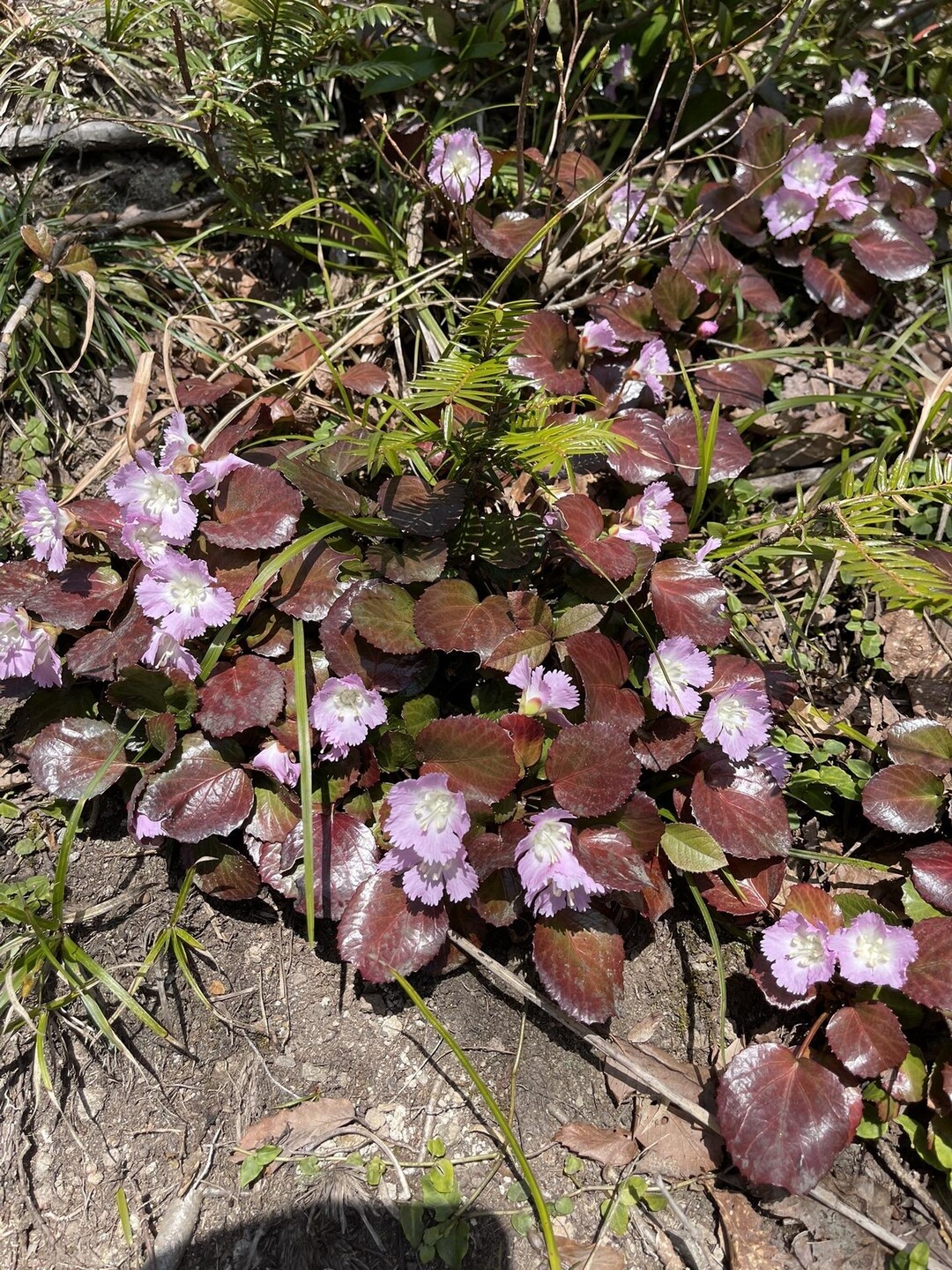 祖父岳 / KAYOさんの夫婦山・祖父岳の活動データ | YAMAP / ヤマップ