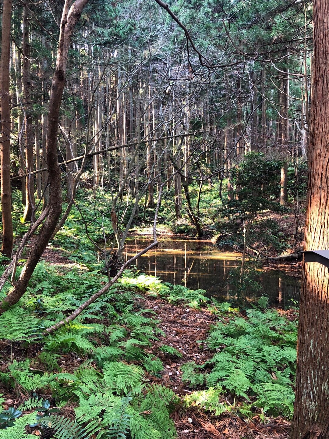 天神山・多宝山・弥彦山 / kkoさんの弥彦山・多宝山・雨乞山の活動データ | YAMAP / ヤマップ