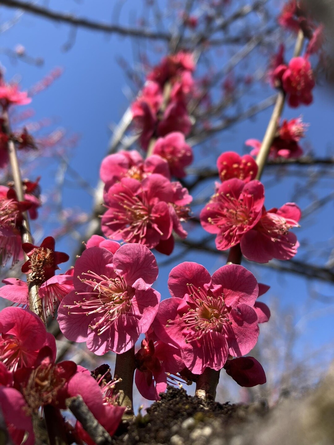 大高取山〜越生梅林🌸 / ROMIさんの大高取山の活動日記 | YAMAP / ヤマップ