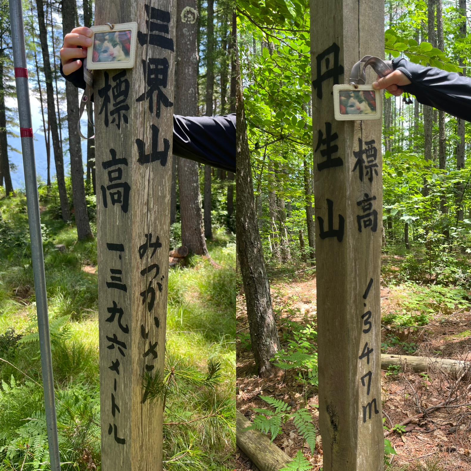 三界山・丹生山・なっくんと共にR7-50(通算317) / なっくんさんの三界山の活動データ | YAMAP / ヤマップ