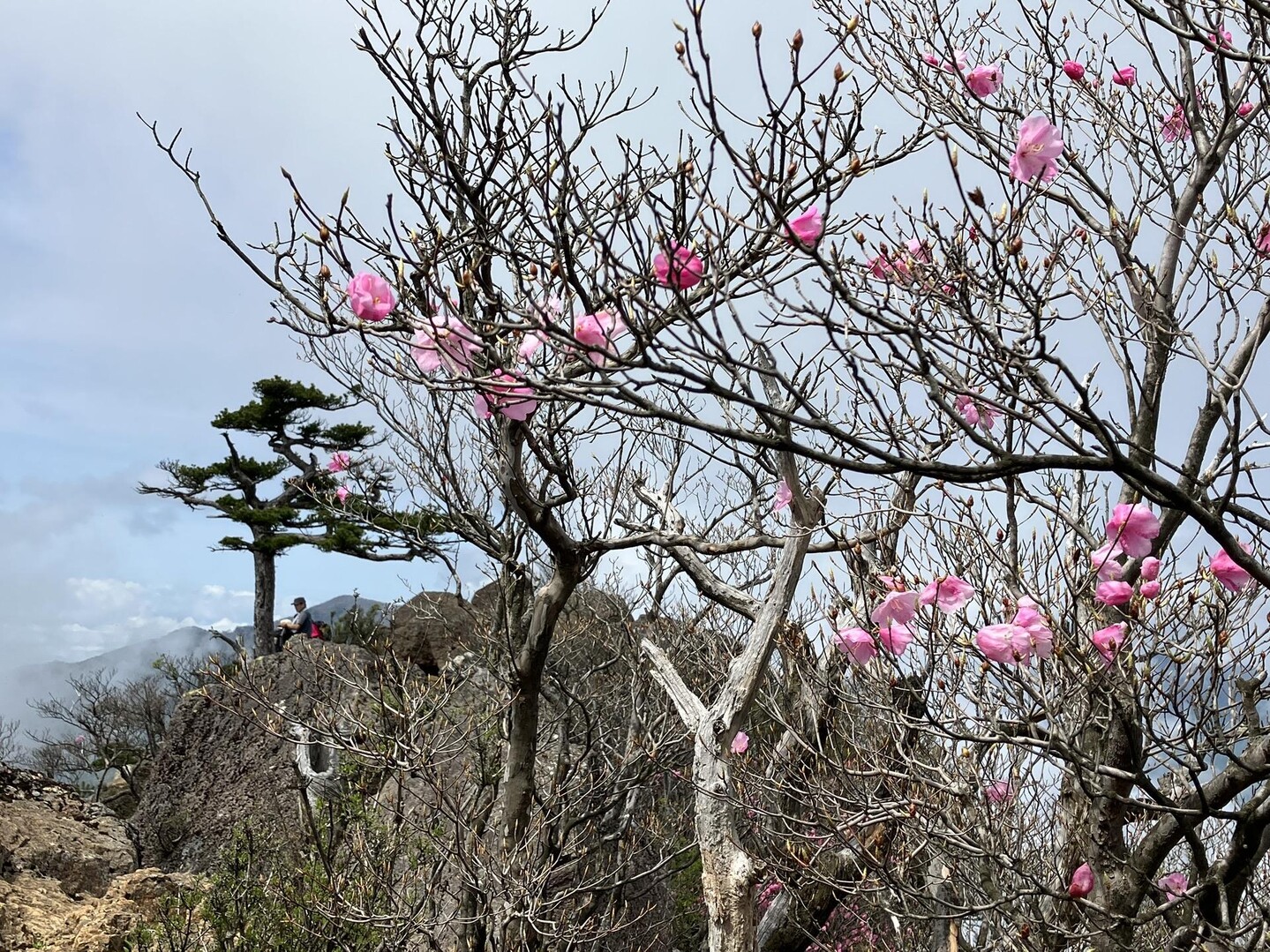 Project K-K-H Line / Goneyさんの傾山の活動データ | YAMAP / ヤマップ