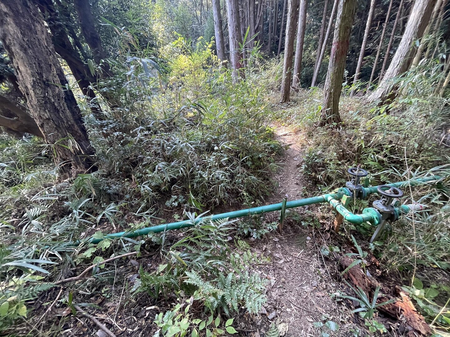 yuukiさんの投稿したフィールドメモ | YAMAP / ヤマップ