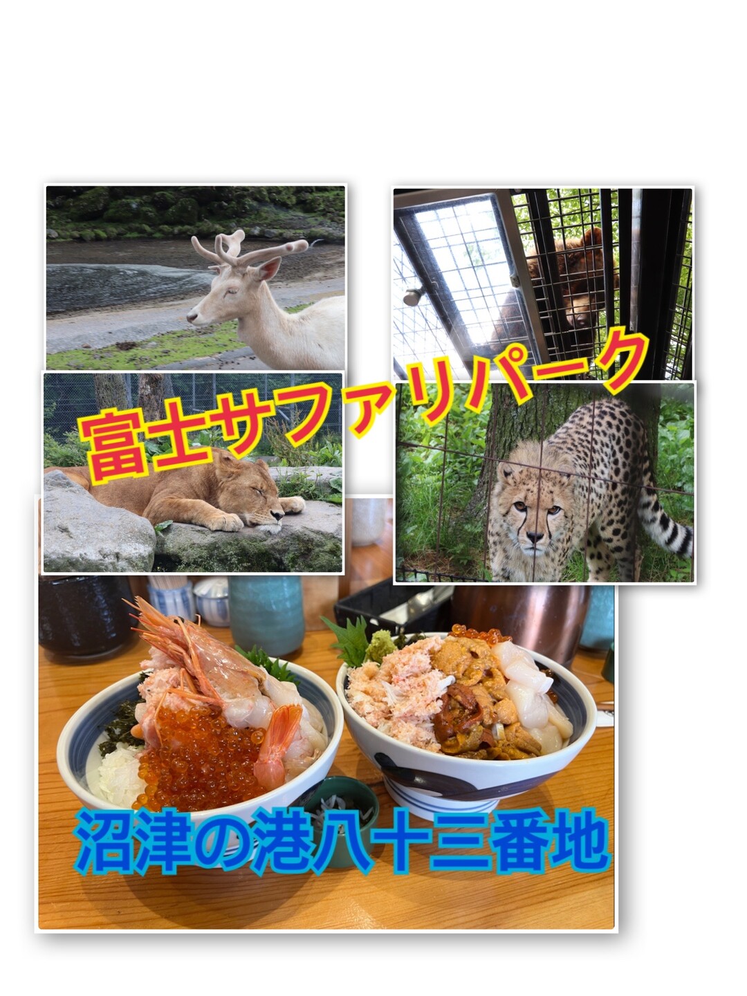 第44弾 富士サファリパークと沼津グル... / shihoさんのモーメント | YAMAP / ヤマップ