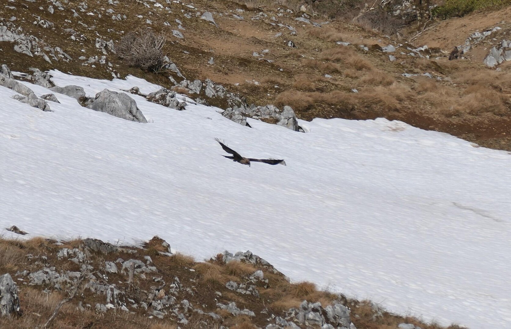霊仙山 石灰岩と残雪と福寿草 / 6DMEさんの霊仙山の活動データ | YAMAP / ヤマップ