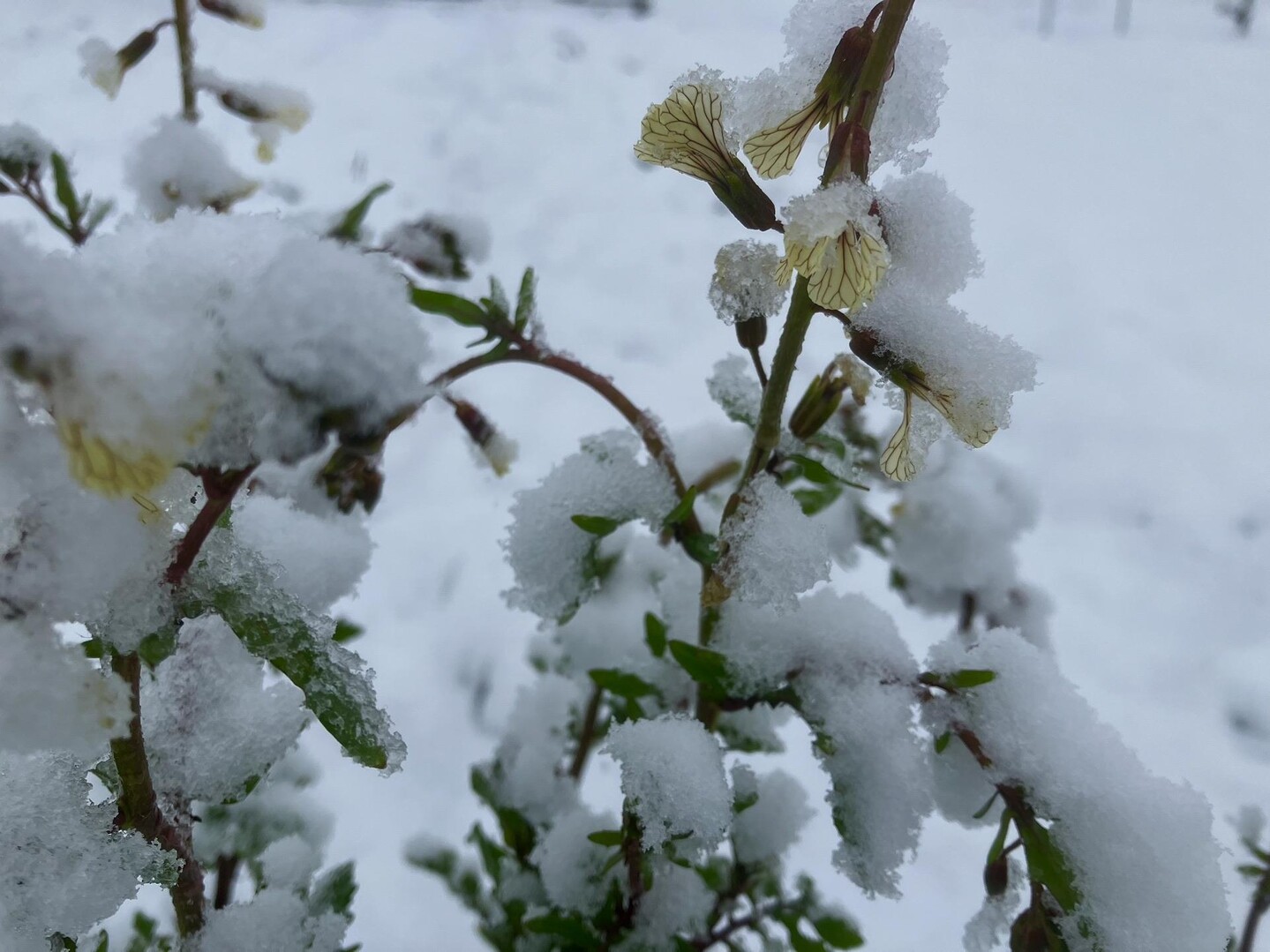 よ、予想外の降雪量⛄️😂 折角芽吹いた... / Naluさんのモーメント | YAMAP / ヤマップ