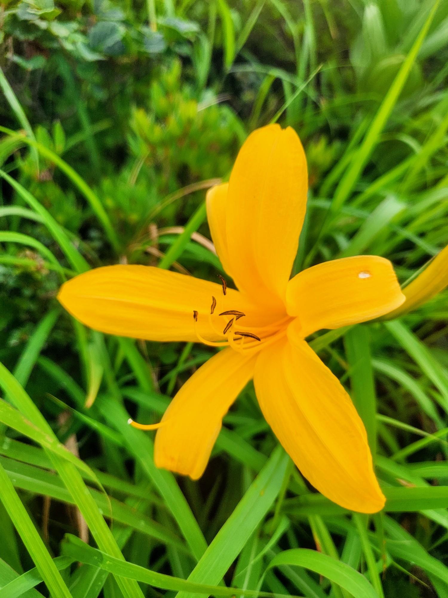 ニッコウキスゲに会えたよ😆🧡金剛堂山 / chieさんの金剛堂山の活動データ | YAMAP / ヤマップ