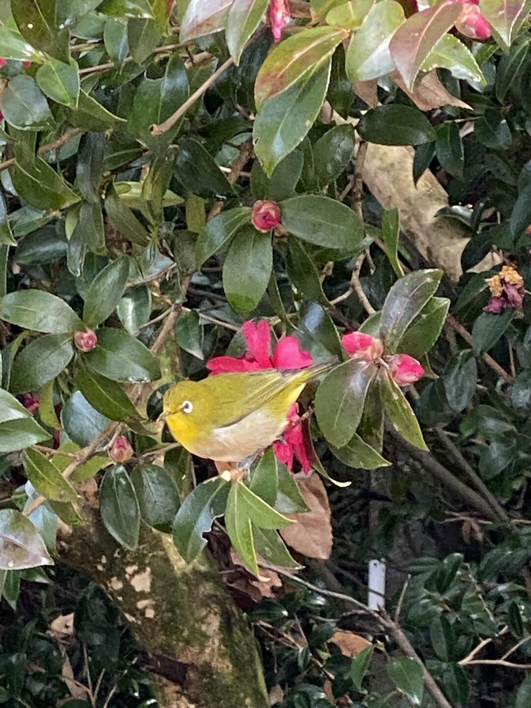 羽束山 / kemaさんの羽束山の活動データ | YAMAP / ヤマップ