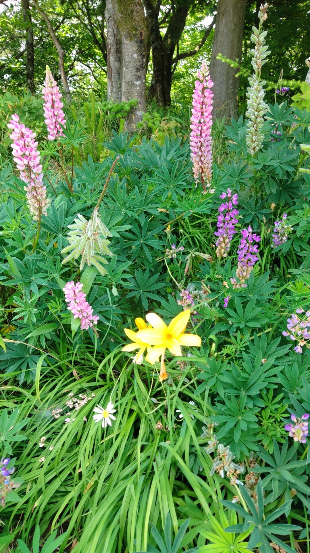 お花見🌷花見山 / hiroさんの花見山の活動データ | YAMAP / ヤマップ