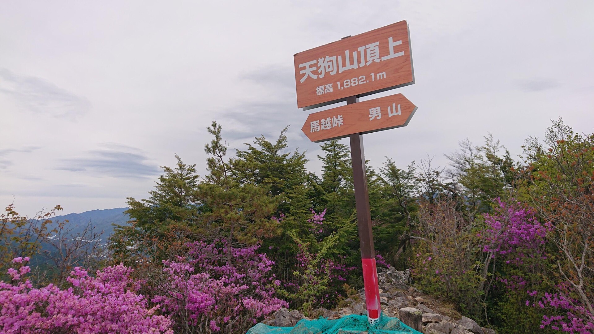 ツツジと石楠花ロードで 大満足👌 / 2543mさんの男山・天狗山の活動データ | YAMAP / ヤマップ