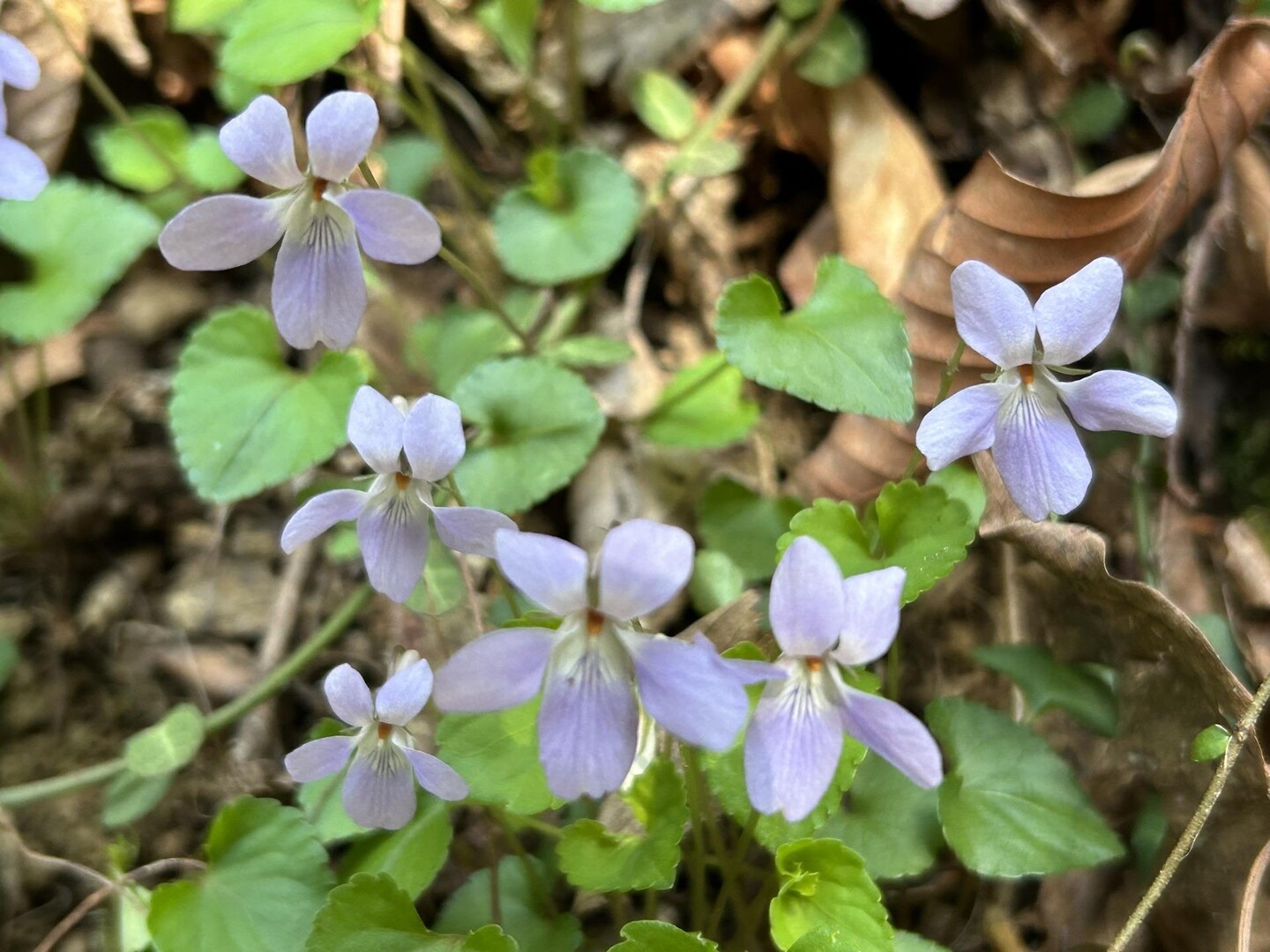 花の百名山🥀🪻🌷はスミレがたくさん... / ayanonさんのモーメント | YAMAP / ヤマップ