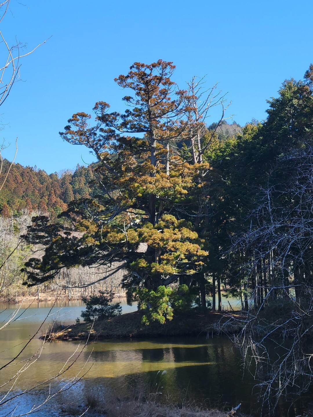 天気も良かったので岩尾池の一本杉を見てき... / baseさんのモーメント | YAMAP / ヤマップ