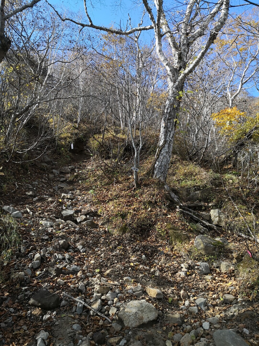 sayuさんの投稿したフィールドメモ | YAMAP / ヤマップ