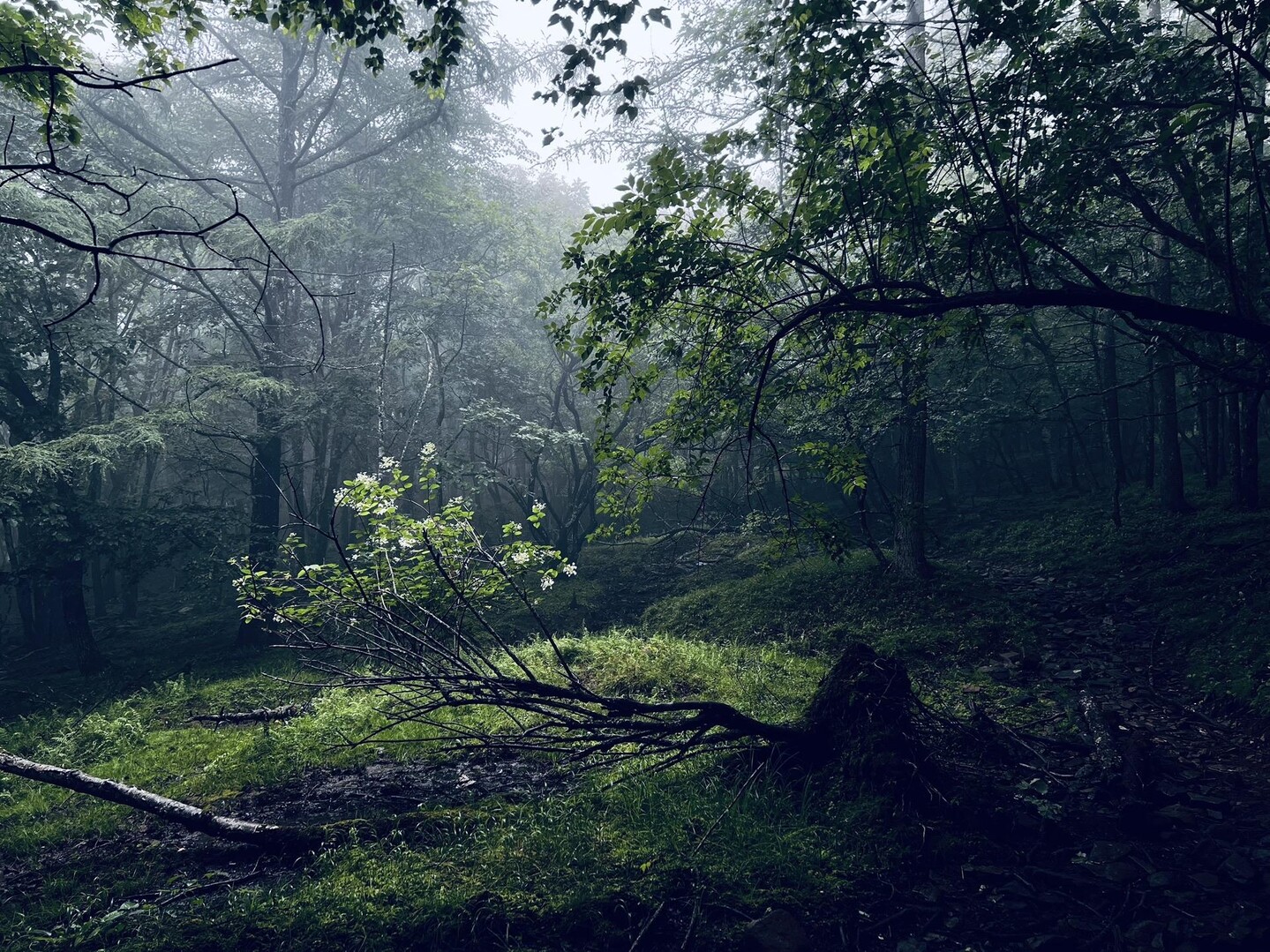 7月、雨の乾徳山 / mitsさんの乾徳山・黒金山の活動データ | YAMAP / ヤマップ