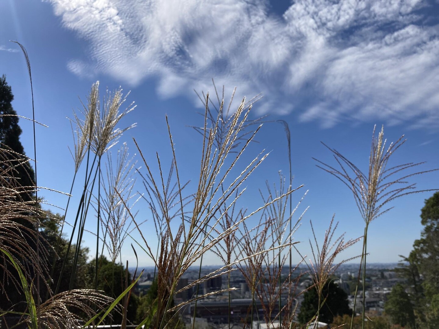 MVG 秋の植物観察 / maecciさんの六個山・鉢伏山・明ヶ田尾山・五月山の活動データ | YAMAP / ヤマップ