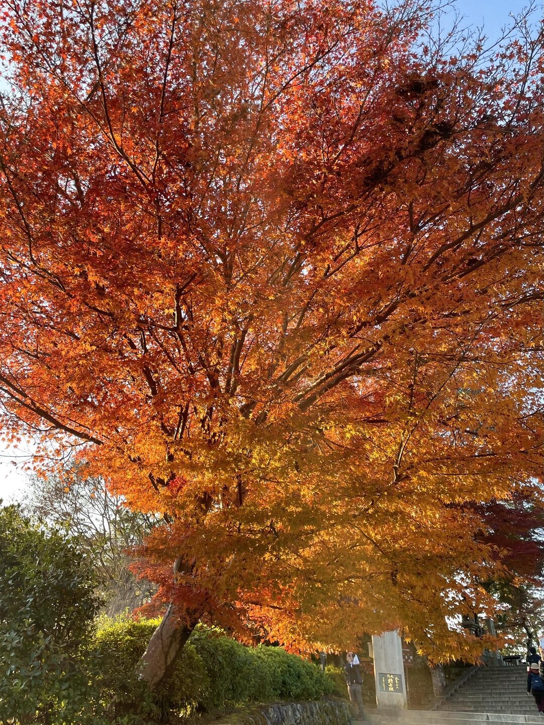 📍奈良県 🍁 吉野山 / neko.koさんの吉野山・青根ヶ峰・百貝岳の活動データ | YAMAP / ヤマップ