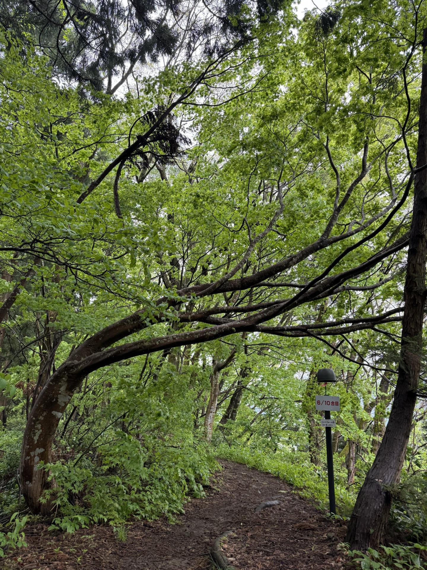 猿毛岳 25 / cococoさんの猿毛岳の活動データ | YAMAP / ヤマップ