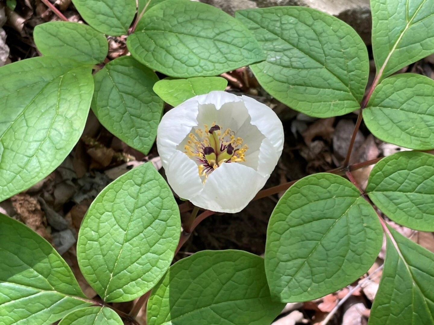 神掛岩までヤマシャクの偵察 / al (アル)さんの祖母山の活動データ | YAMAP / ヤマップ
