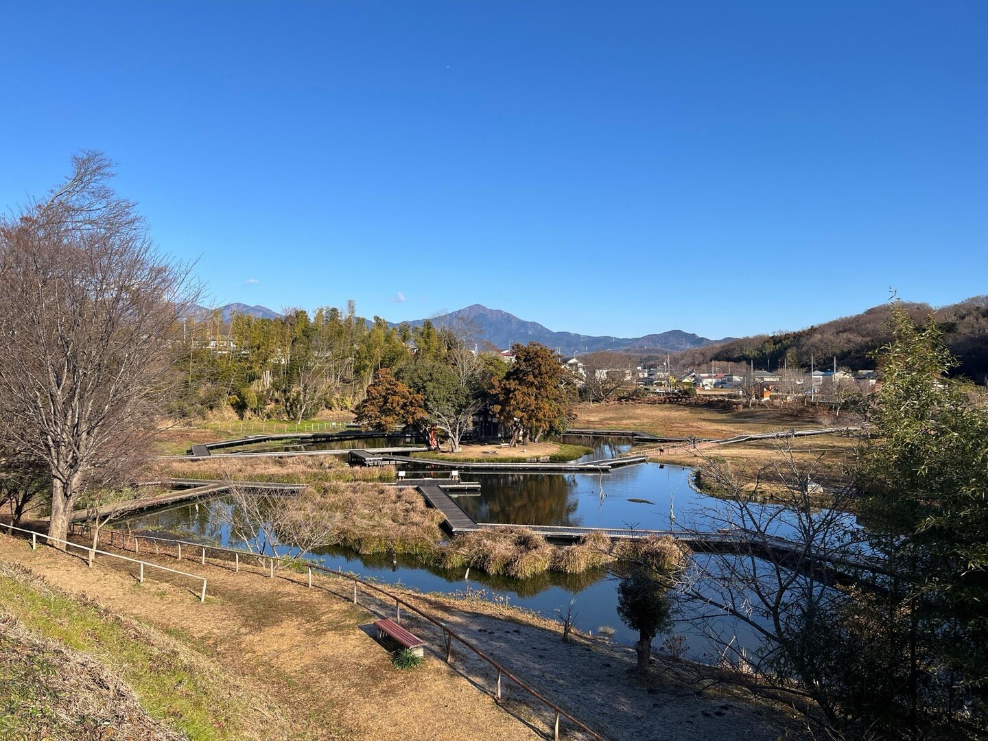 お散歩①厳島湿原(中井町)2025-01-05 / 名前はまだ無いさんの高麗山・湘南平・鷹取山の活動日記 | YAMAP / ヤマップ