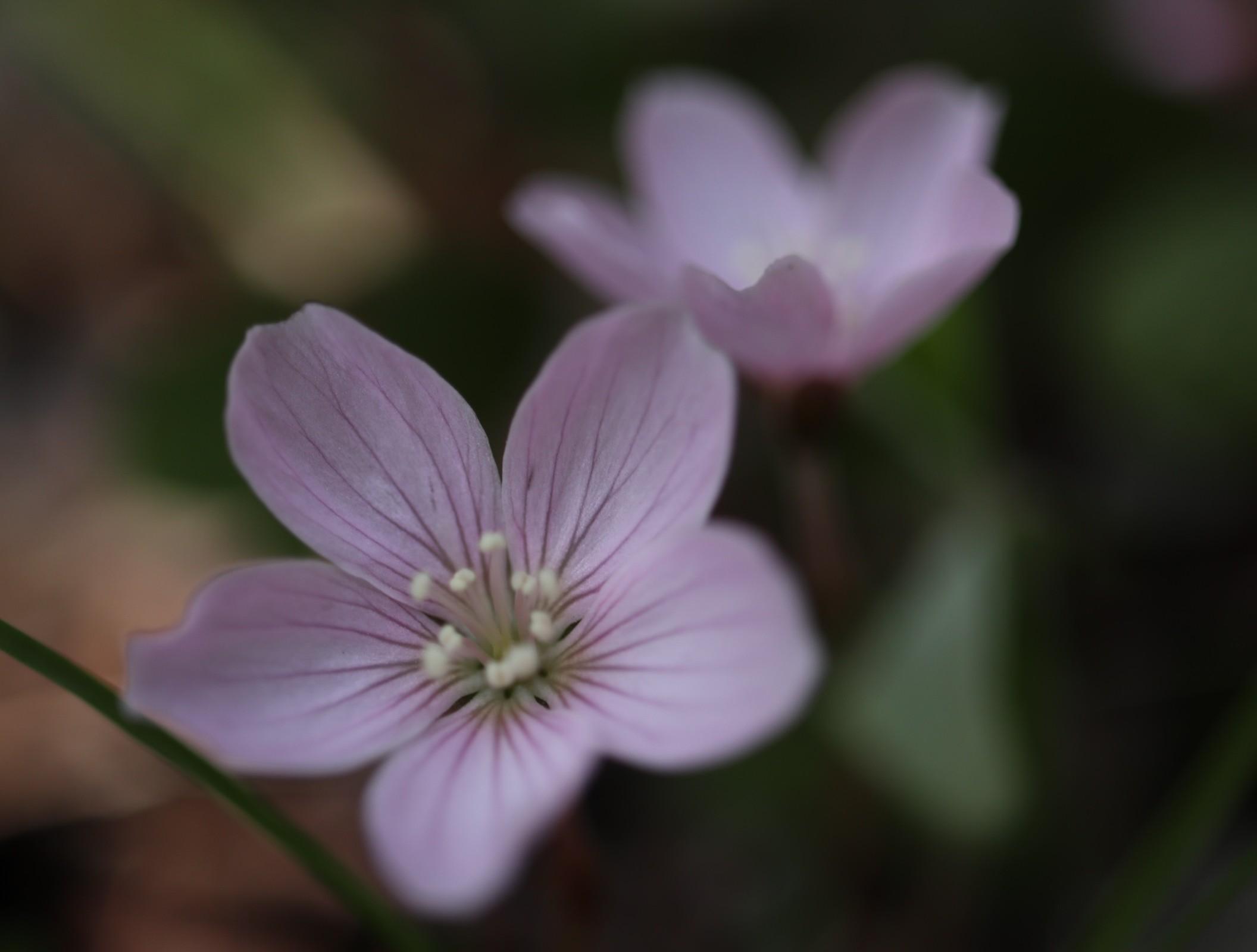 天子山山歩 wt，8.1kg / toshiさんの荒島岳の活動データ | YAMAP / ヤマップ