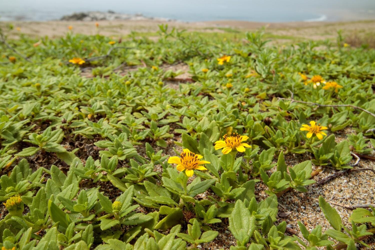 海辺からの報告 ハマグルマ（ネコノシタ... / Windyさんのモーメント | YAMAP / ヤマップ
