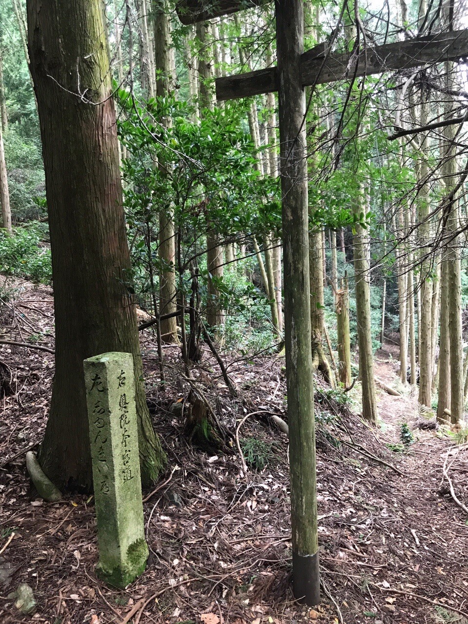 ぷーさん5646さんの投稿したフィールドメモ | YAMAP / ヤマップ