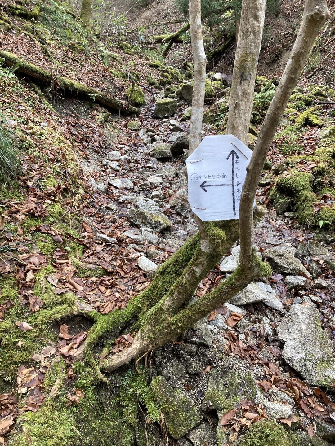 moppiさんの投稿したフィールドメモ | YAMAP / ヤマップ