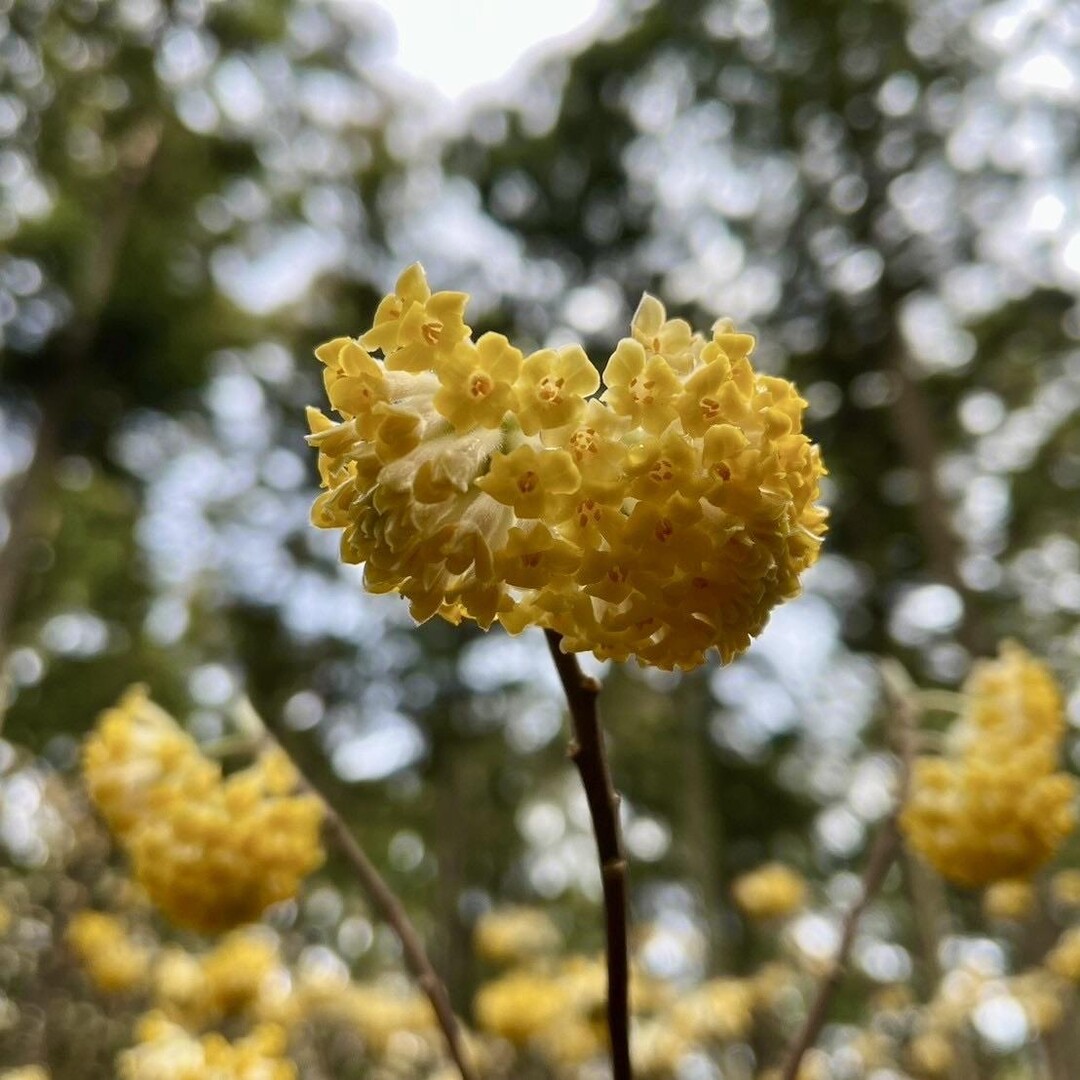 美杉のミツマタと大妻池の河津桜…青山高原は撤退 / Koro-Kenさんの青山高原の活動データ | YAMAP / ヤマップ