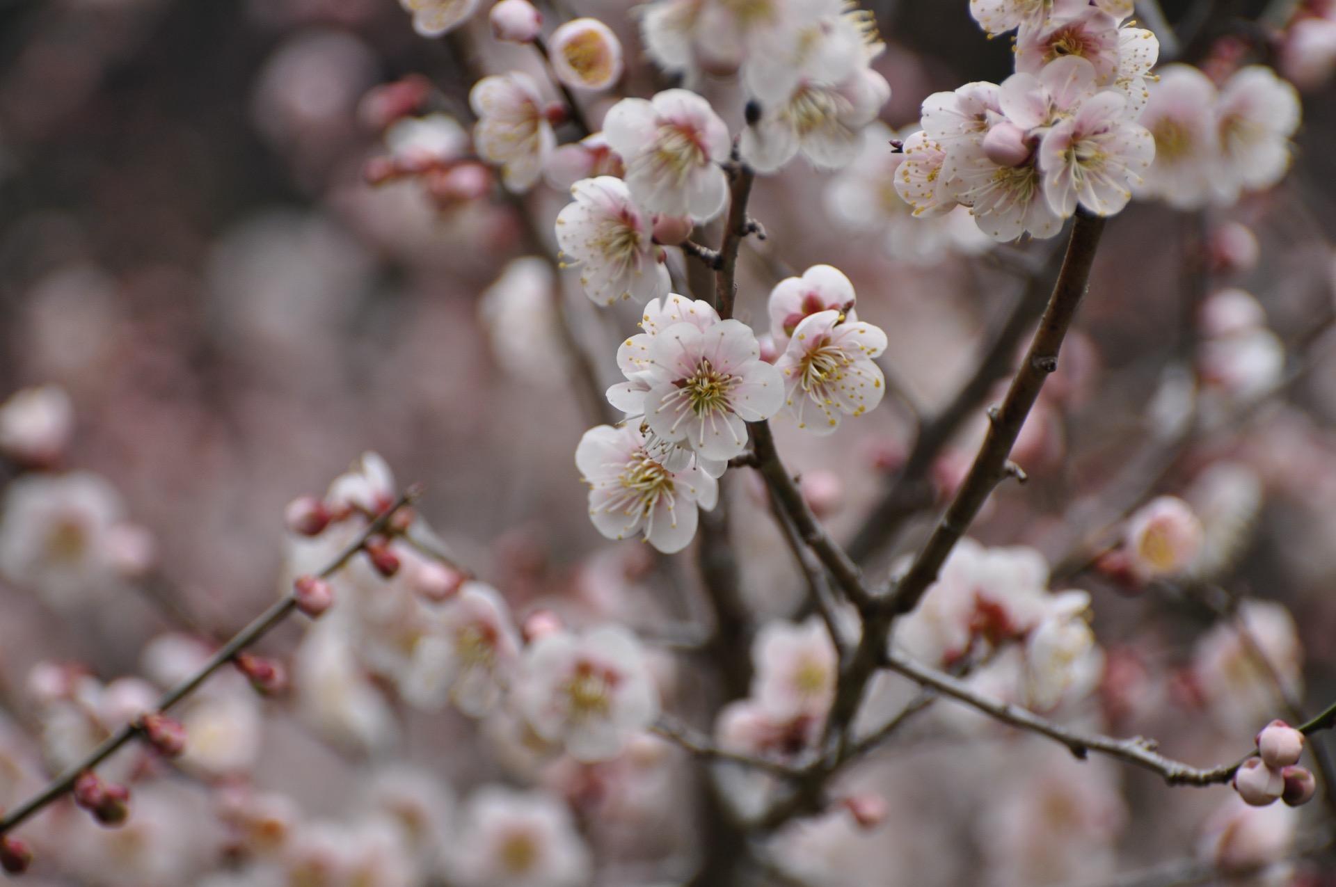 2012/3 春 高知市 土佐山〜鏡 / ポンコツ山太郎さんのモーメント | YAMAP / ヤマップ
