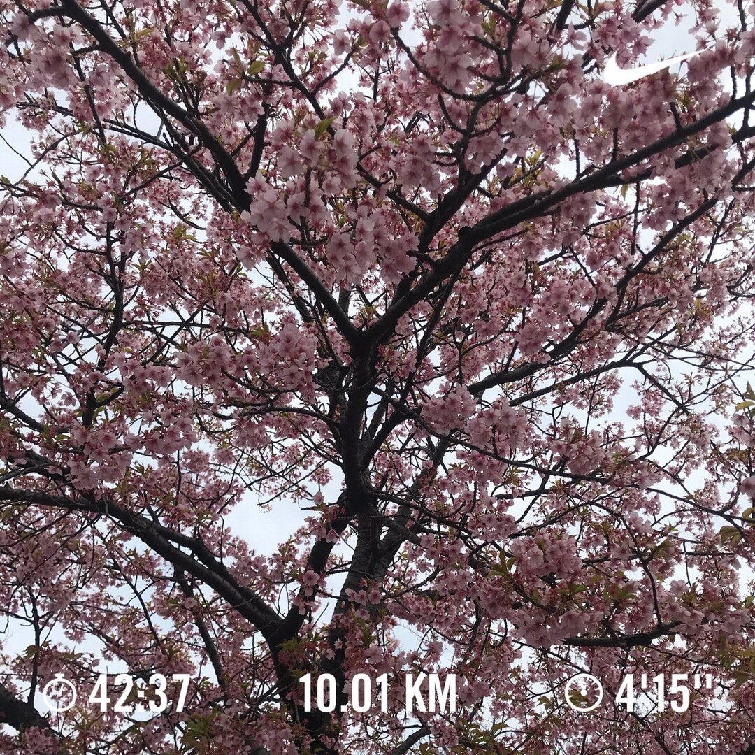 10km タイムトライアル🎽 ペース配... / FUMYさんのモーメント | YAMAP / ヤマップ