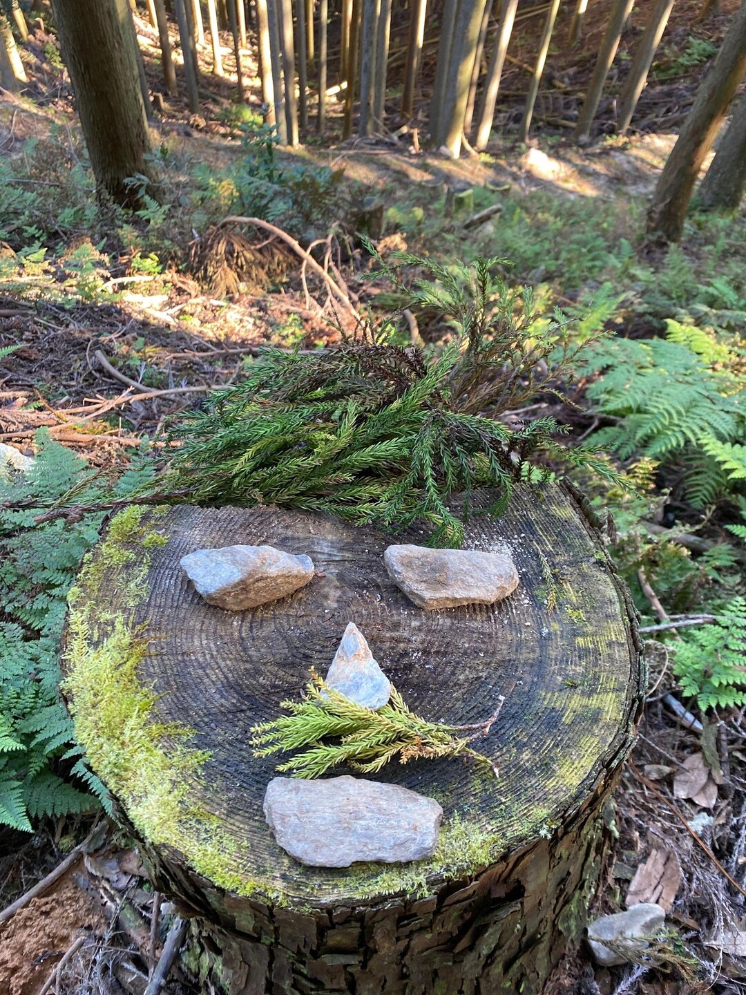 古処山登山道お散歩😅 / streamさんの古処山・屏山・馬見山・江川岳の活動データ | YAMAP / ヤマップ