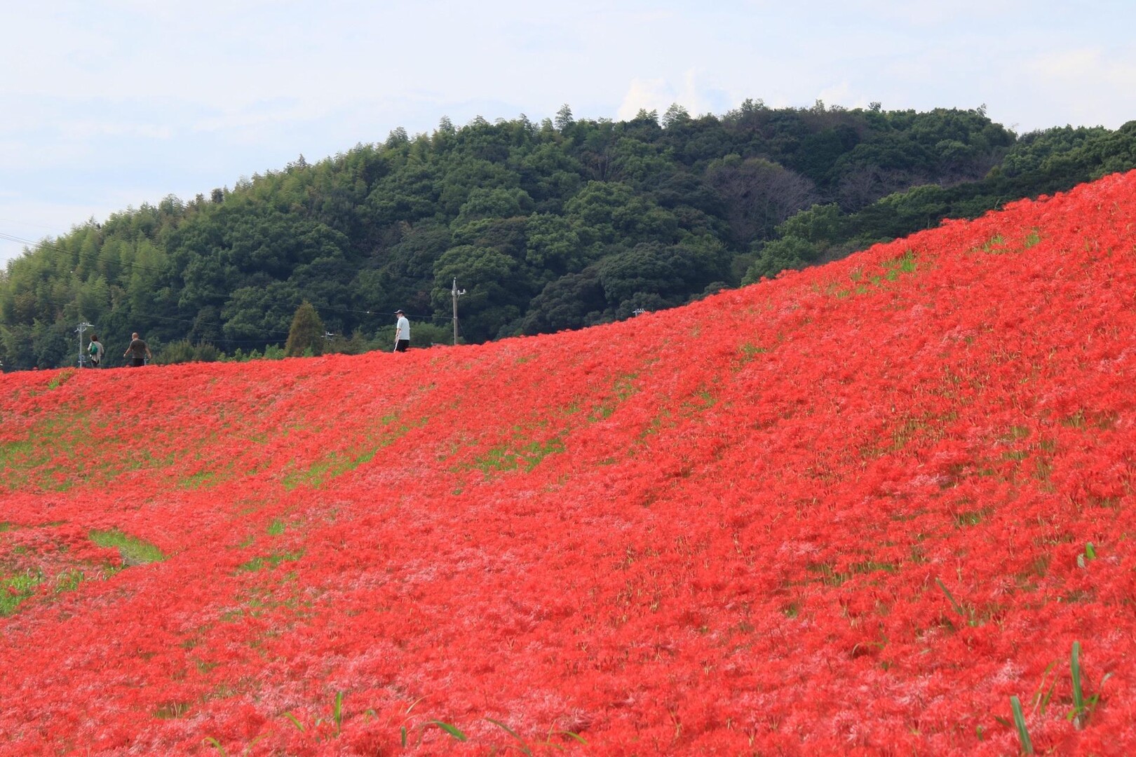 権現山⛰と矢勝川の曼珠沙華（彼岸花）&「絞・瓦 灯りストリート in 有松」 / dante99さんの東海道五十三次（宮宿・桑名宿）の活動データ | YAMAP / ヤマップ