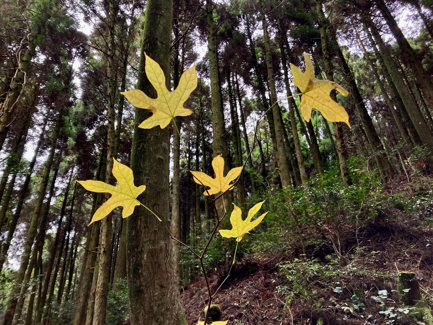 奥作礼山ラウンド(9合目P) / 山一さんの作礼山の活動データ | YAMAP / ヤマップ