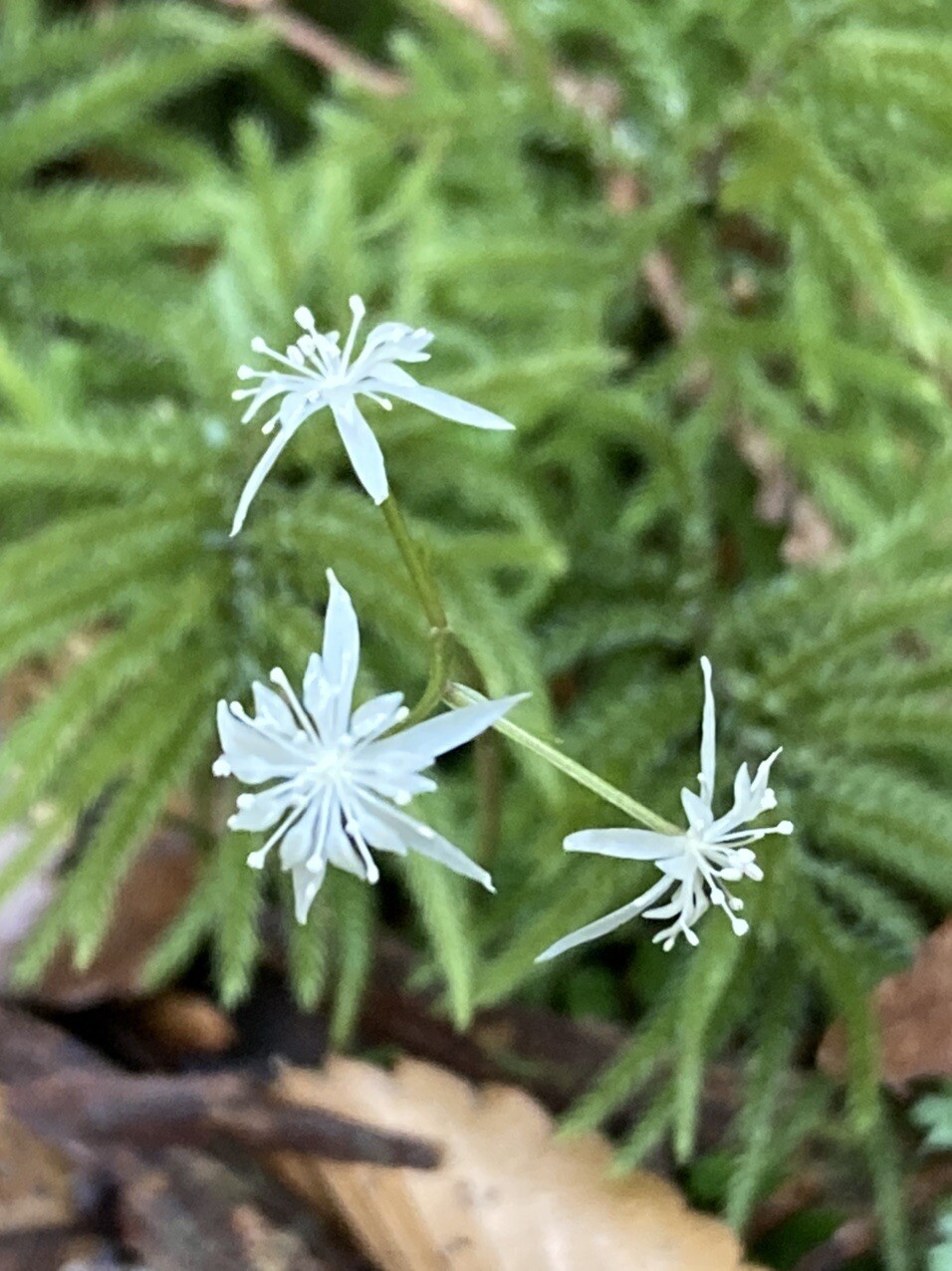 セリバオウレンとバイカオウレン春の妖精 / maruさんの納古山の活動日記 | YAMAP / ヤマップ