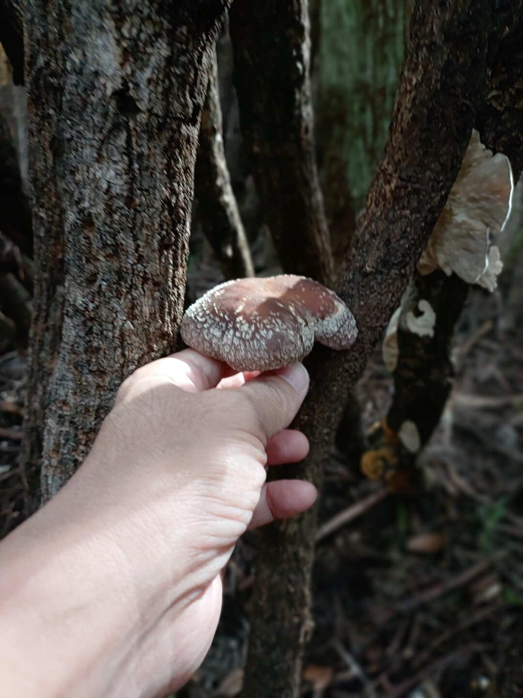 30分ほど裏山を徘徊してGET ️ 本シ... / obrさんのモーメント | YAMAP / ヤマップ