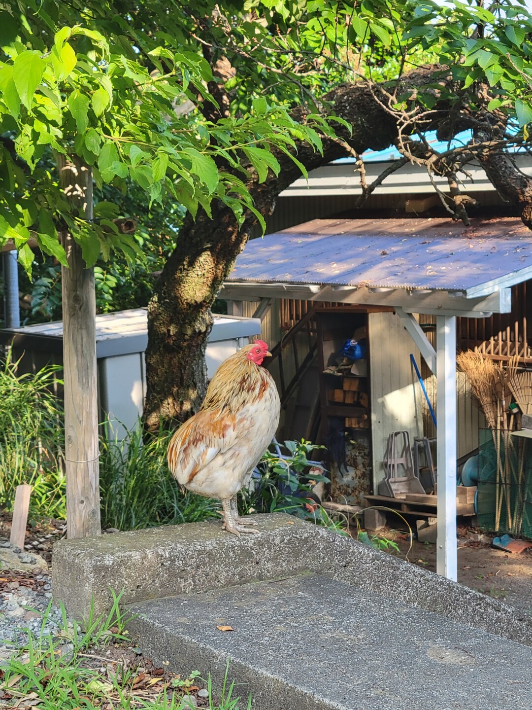 大平山・鷲頭山・小鷲頭山・志下山・象の背・徳倉山・横山・香貫山 / naka-zさんの沼津アルプス・鷲頭山・香貫山の活動日記 | YAMAP / ヤマップ