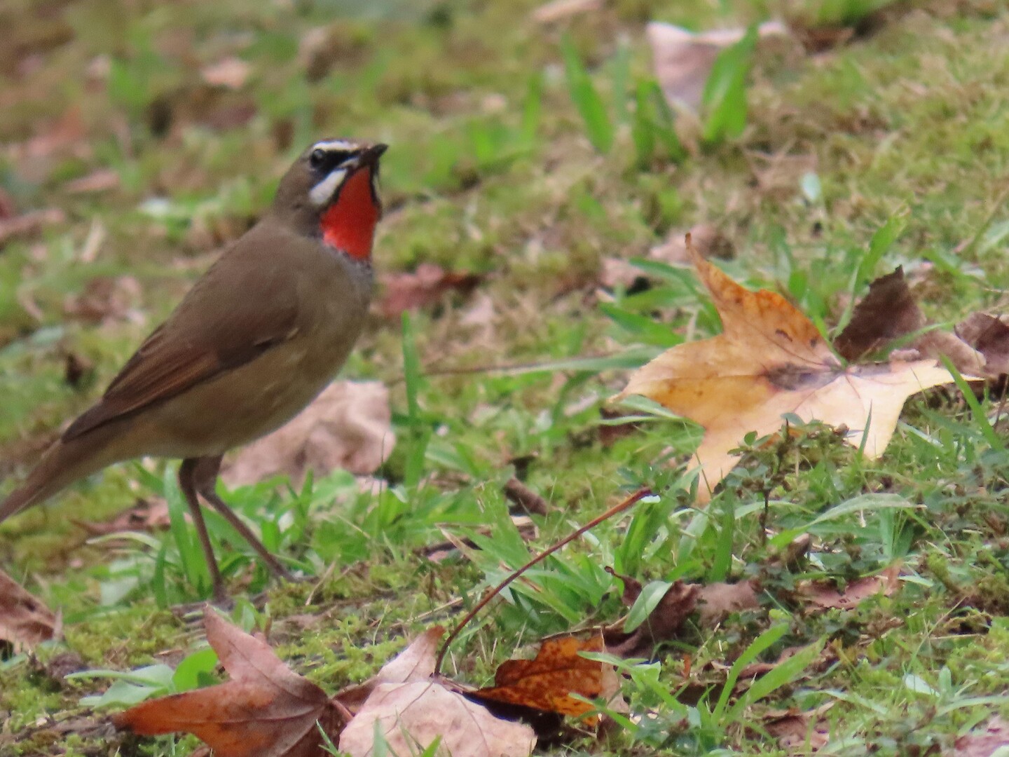 春日公園・2024.10.31.-2 / te3さんのウォーキングの活動データ | YAMAP / ヤマップ