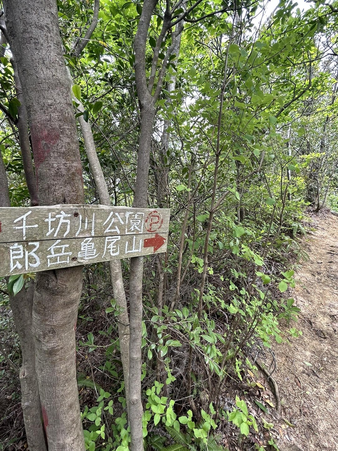 勘十郎岳・中岳・亀尾山（大海山） / Akkoronさんの大海山（亀尾山）・勘十郎岳・福西山の活動データ | YAMAP / ヤマップ