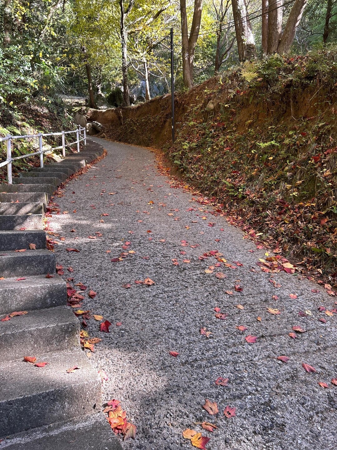 初めての平尾台ボラ&宇佐神宮ハーフマラソン / takakoさんの平尾台・貫山・水晶山の活動データ | YAMAP / ヤマップ