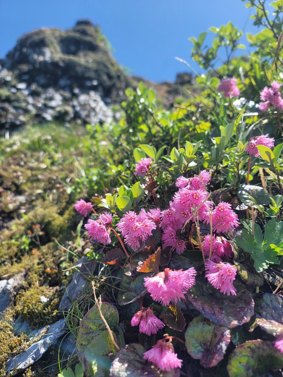槍ヶ峰・三ノ峰 花の見頃は一週間後でしょうか??? / joさんの大山・甲ヶ山・野田ヶ山の活動データ | YAMAP / ヤマップ