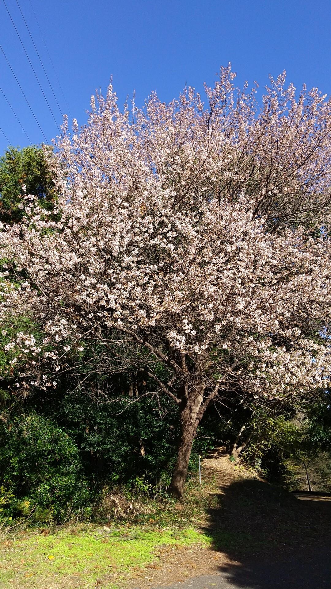 ヒマラヤ山脈ならぬヒマラヤ桜を見に！ 2024-12-08 / M.L (マウンテンロング)さんの焼津アルプス（高草山・満観峰・花沢山）・徳願寺山の活動データ | YAMAP / ヤマップ