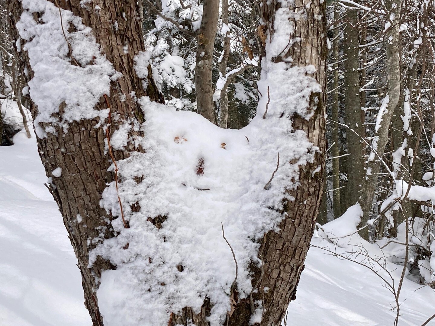 リハビリ登山5回目 フワモコの長官山 / Virinさんの馬追丘陵・長官山・瀞台（馬追山）の活動日記 | YAMAP / ヤマップ