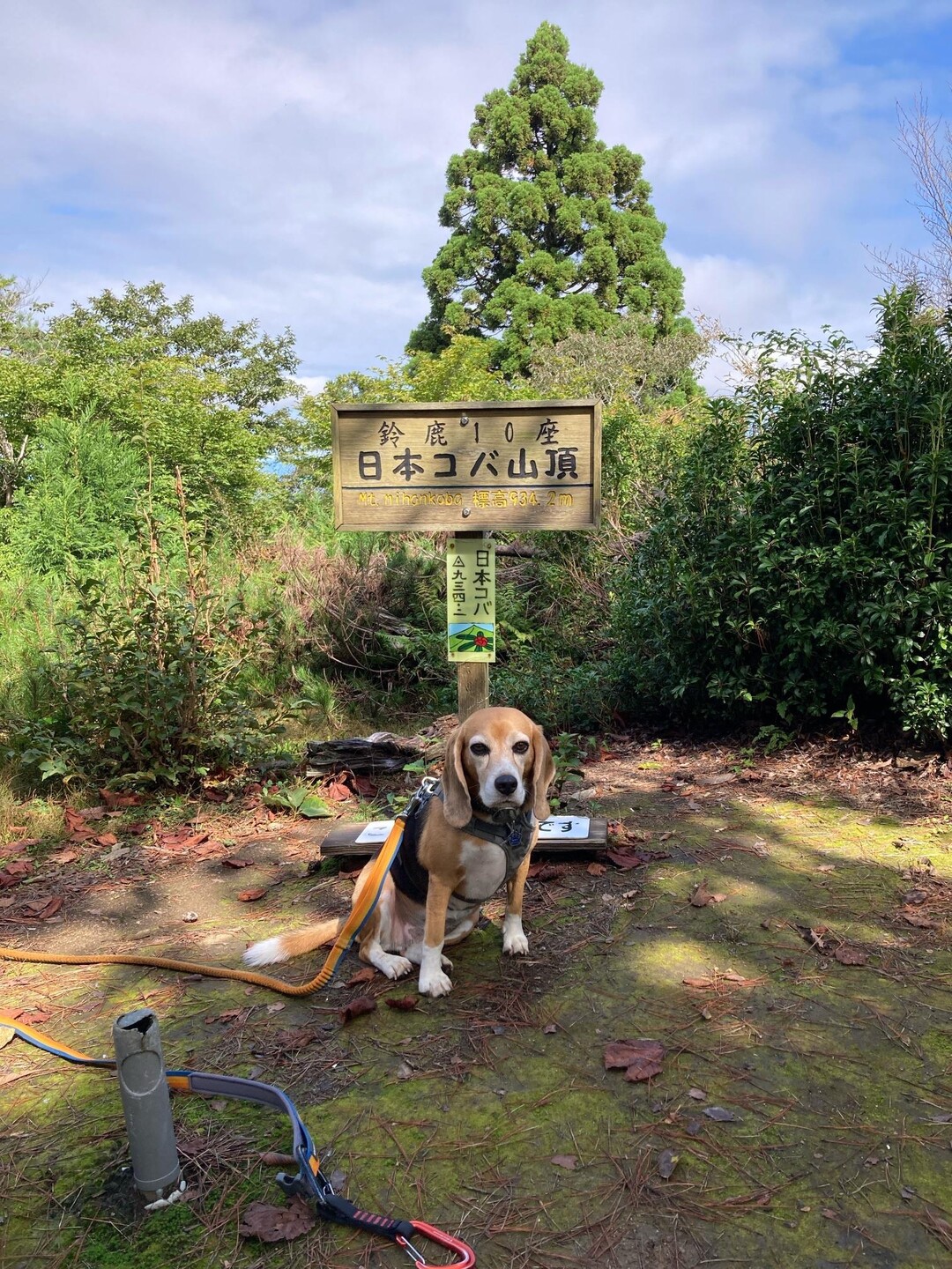 衣掛山・日本コバ 犬連れ🐶 / 山旅犬🐶ロマチッチ lomachicciさんの日本コバの活動データ | YAMAP / ヤマップ