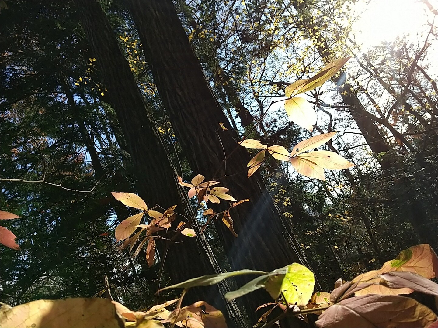蛇台蕃山・西風蕃山・蕃山・小畑山 / Hoz3さんの太白山・萱ヶ崎山・蕃山の活動データ | YAMAP / ヤマップ
