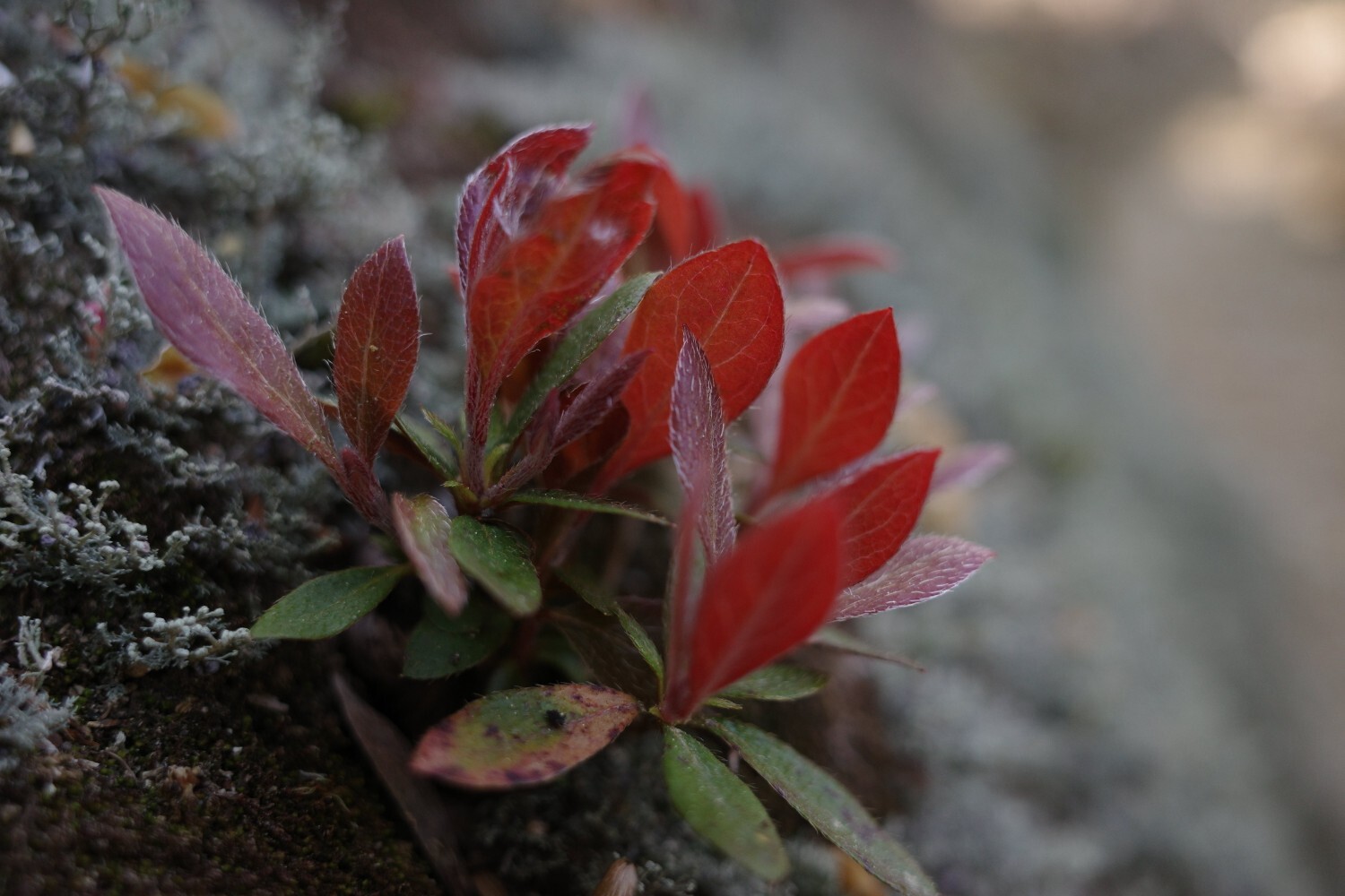 七沢から大山 2021-04-24 / KAAZ さんのウォーキングの活動データ | YAMAP / ヤマップ