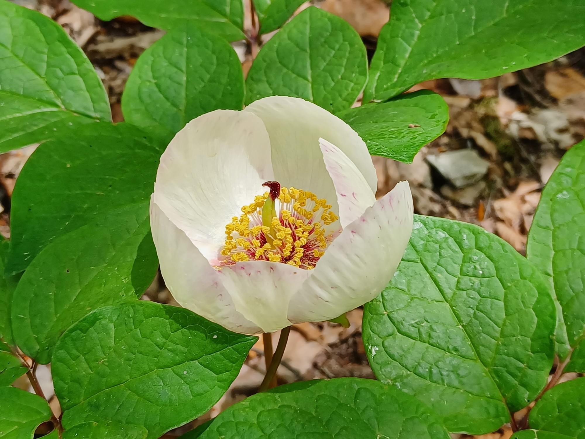 4月29日に広戸仙で撮影 / Windyさんのモーメント | YAMAP / ヤマップ