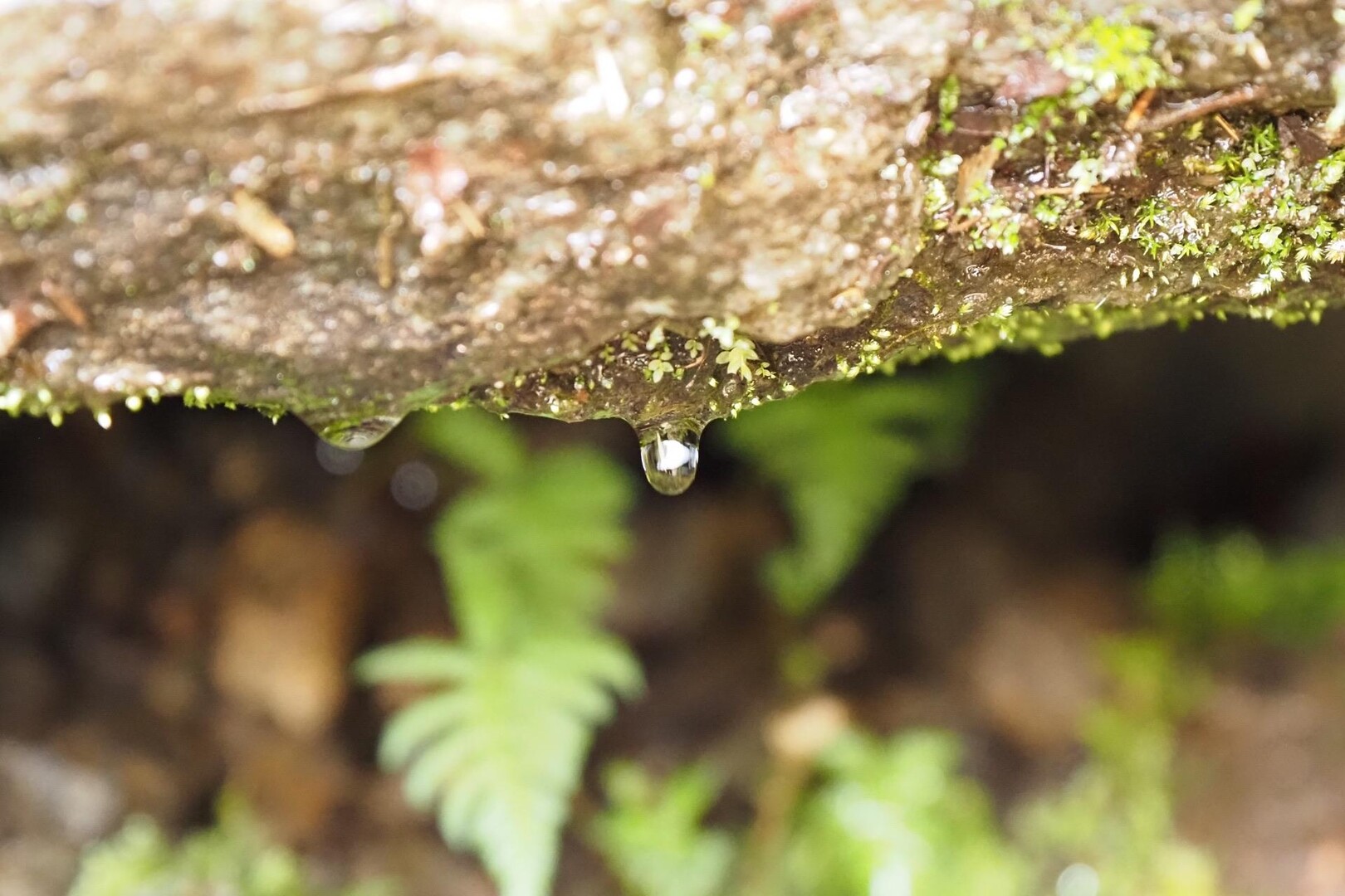 多摩川の最初の一滴に感動🥹 / mi-papaさんの和名倉山・笠取山・東仙波の活動データ | YAMAP / ヤマップ