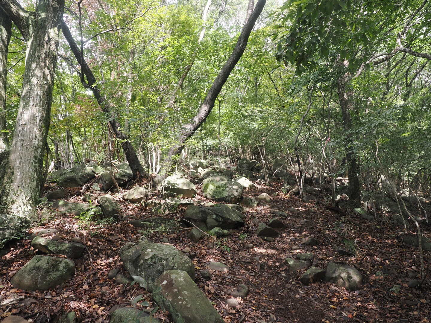 uapapaさんの投稿したフィールドメモ | YAMAP / ヤマップ